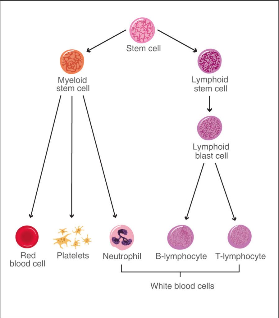 Acute myeloid leukaemia | NHS inform