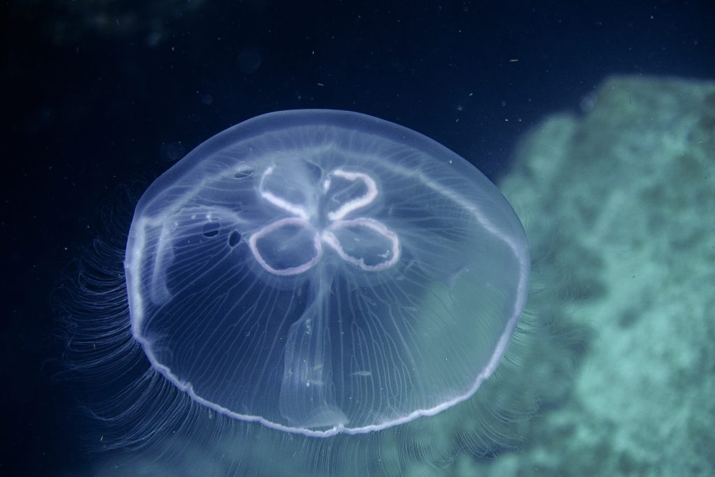 Jellyfish and sea creature stings | NHS inform